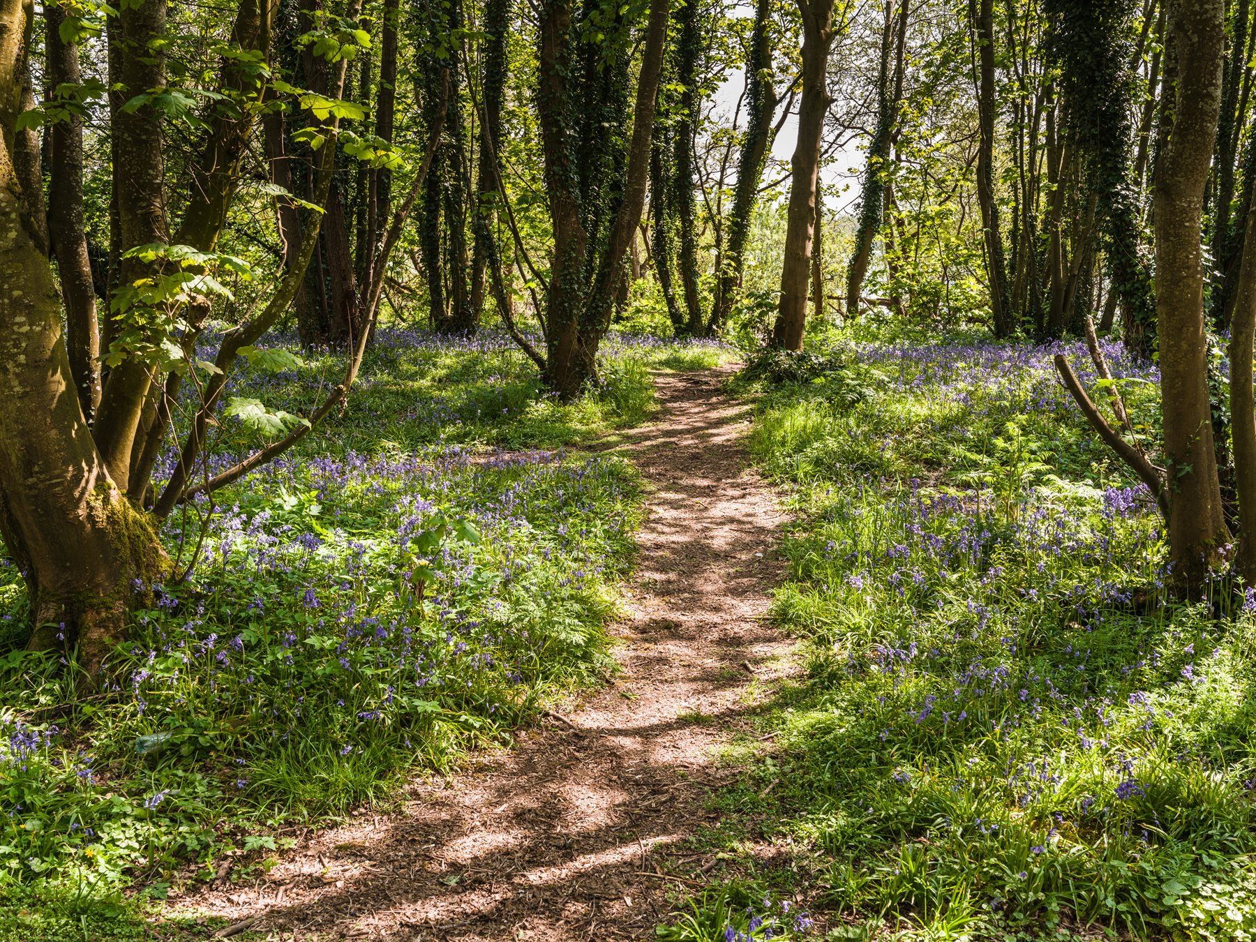 Rea's Wood - Visit Antrim & Newtownabbey