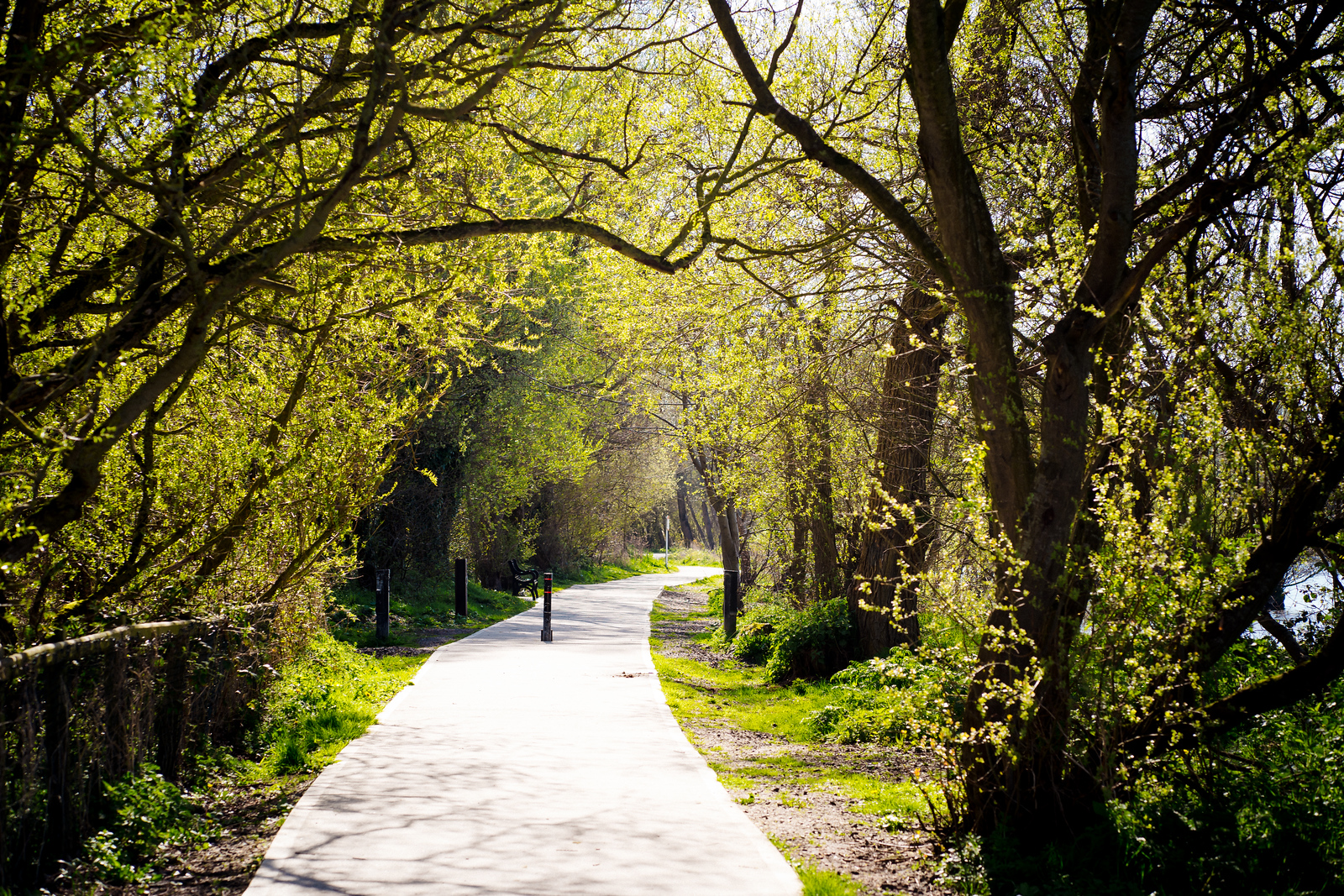 Rea's Wood - Visit Antrim & Newtownabbey