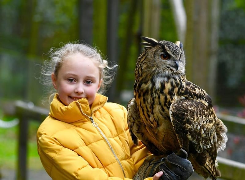 World of Owls - Visit Antrim & Newtownabbey